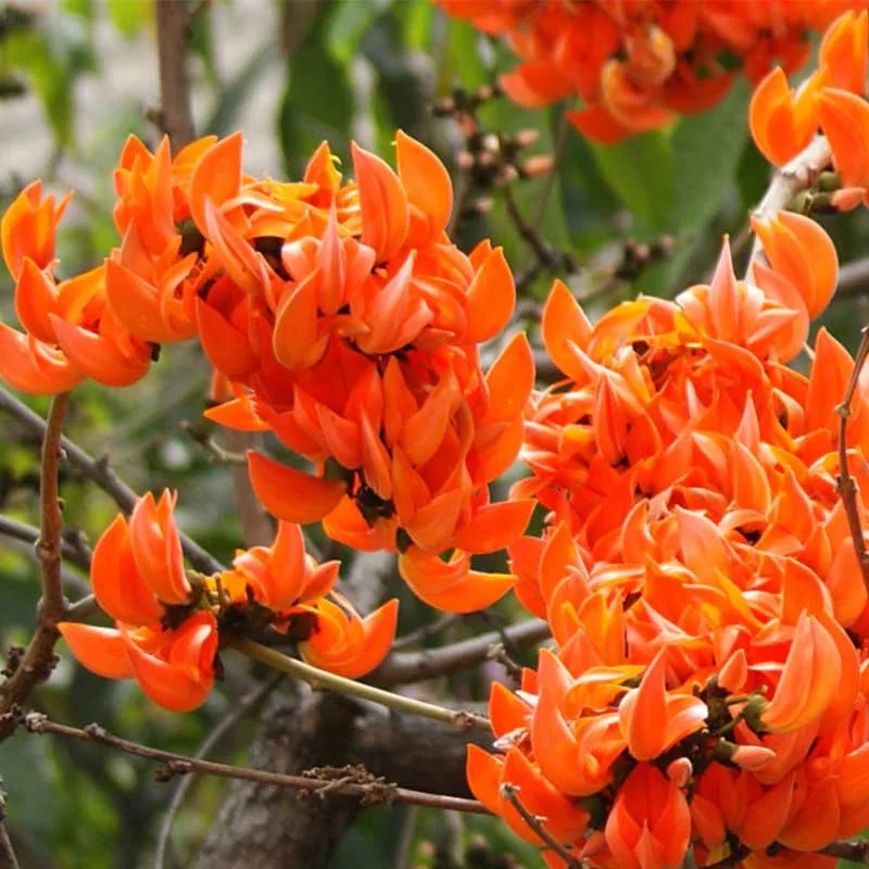 Buy Premium Buteae (Butea Superba) Thailand | Lotus Factory