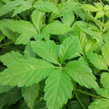 Organic Jiaogulan Powder • Lotus Factory