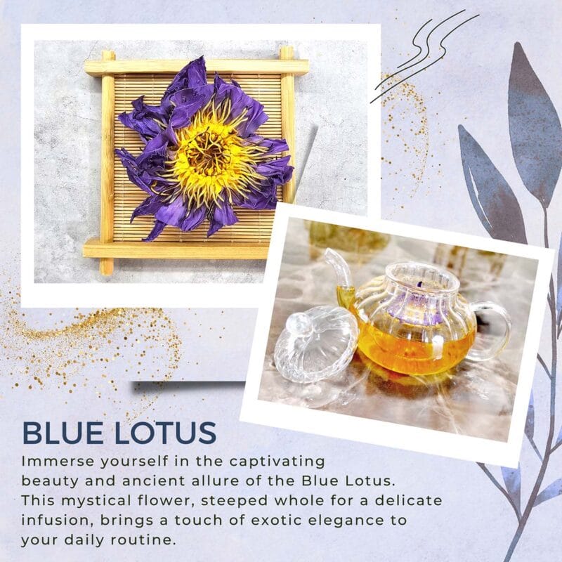 100% Organic Blue Lotus Dried Flowers • Lotus Factory